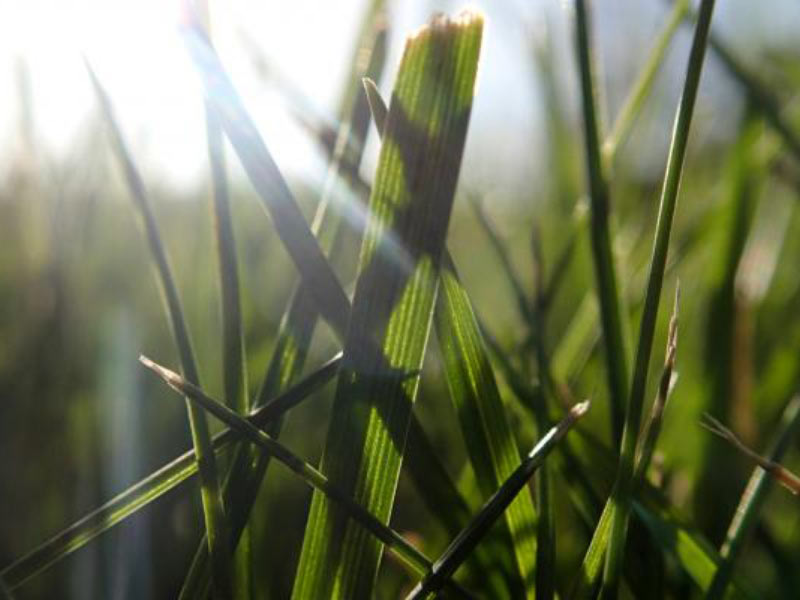 Choosing the Best Grass for Your Illinois Lawn