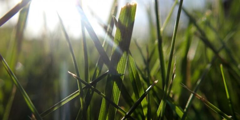 Choosing the Best Grass for Your Illinois Lawn