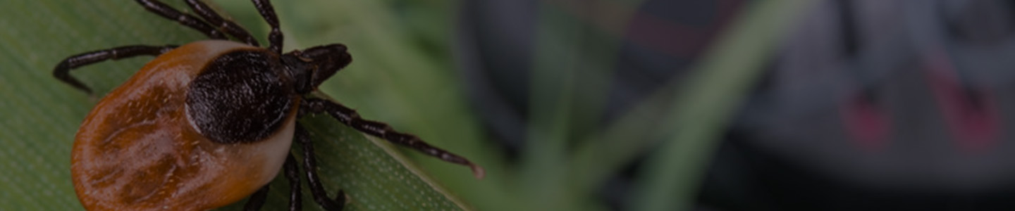 Insect Control in the Indianapolis, IN and Chicago, IL Areas | Mosquito ...